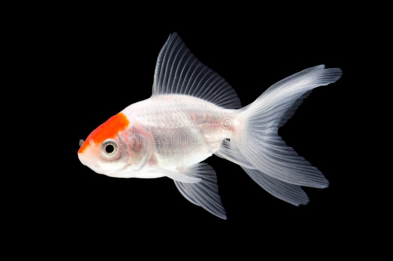 Dode Goudvis stock afbeelding. Image of miserabel, vlieg - 57441703