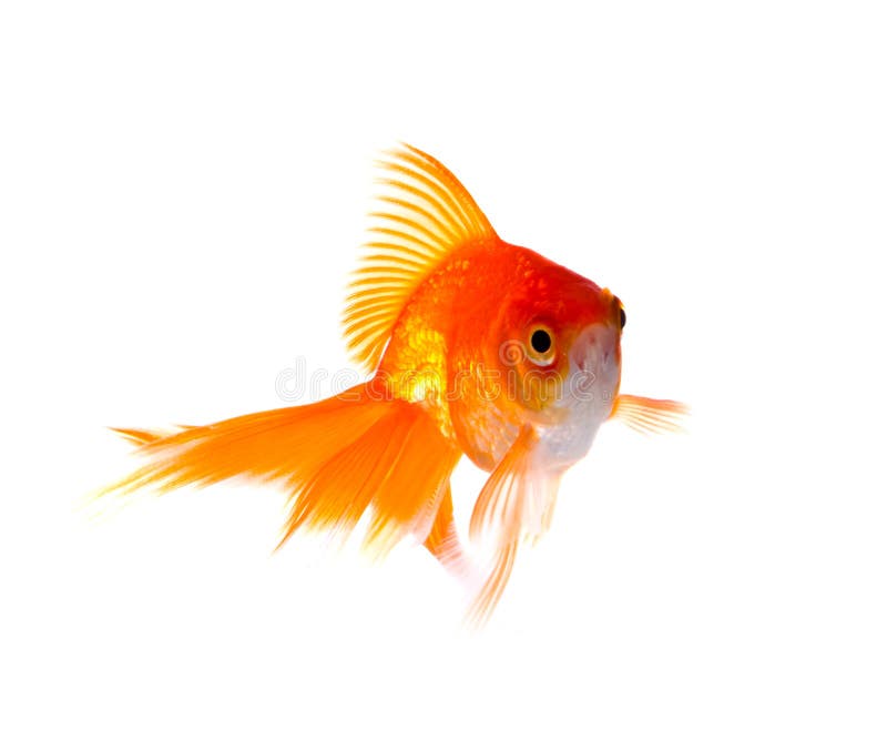 Goudvis. Isolatie Op Het Wit Stock Foto - Image of dier, geïsoleerd ...