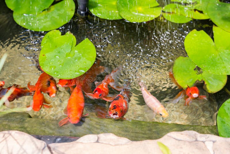 Goudvissen in Een Natuurlijke Vijver Stock Foto - Image of sinaasappel ...