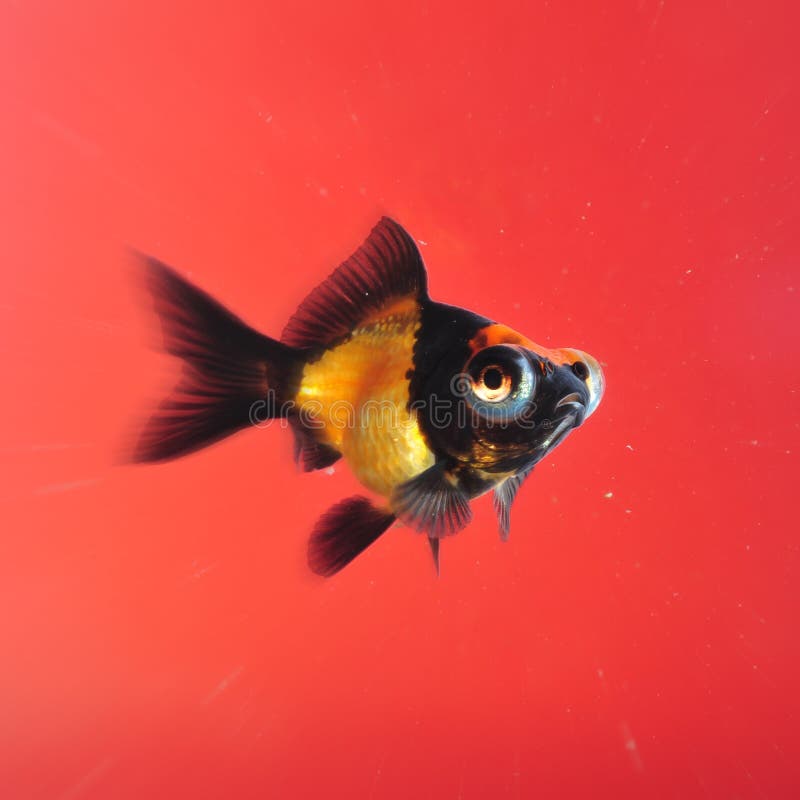 Goudvis Op Rode Achtergrond Stock Afbeelding - Image of ontruim, prooi ...