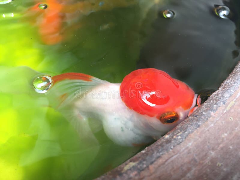 Goudvissen in Vijver, Voor Sell Stock Foto - Image of vrijheid ...