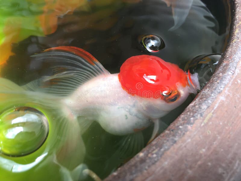 Goudvissen in Vijver, Voor Sell Stock Foto - Image of vrijheid ...