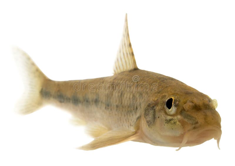 Goujon (poisson) - D'isolement Photo stock - Image du nature, ailette ...