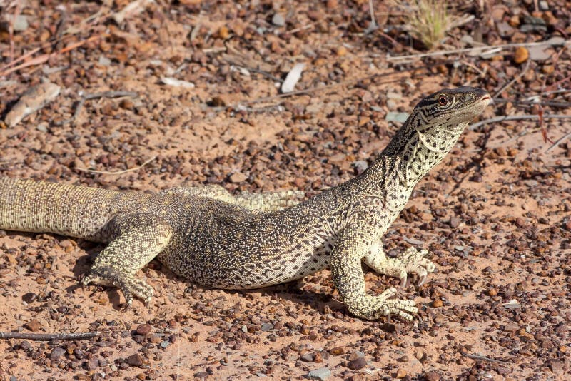 Gould Monitor, Varanus Gouldi, Adult Standing on Rock, Australia Stock ...