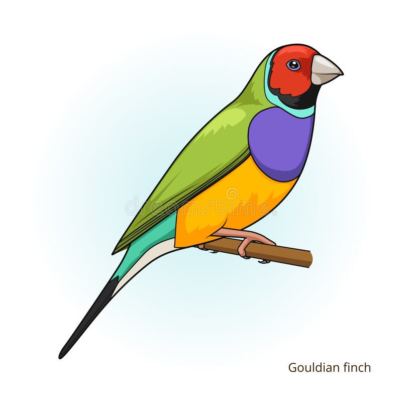 Gouldian Finch Bird Educational Game Vector Stock Vector - Illustration ...