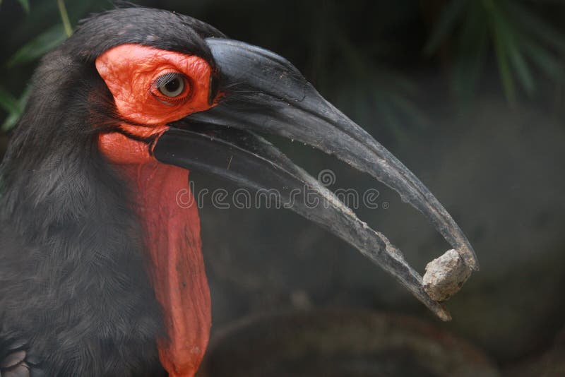 The Gound Hornbill stock image. Image of wildlife, waterbird - 193832727