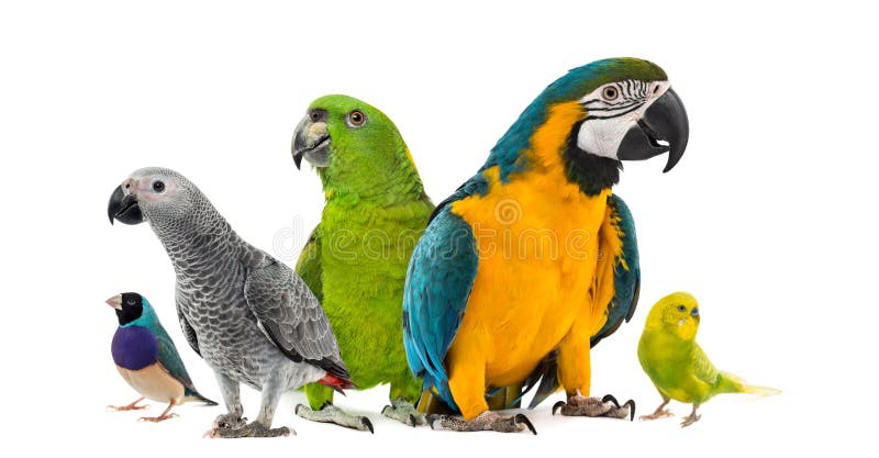 Goup of parrots stock image. Image of birds, wildlife - 57023789