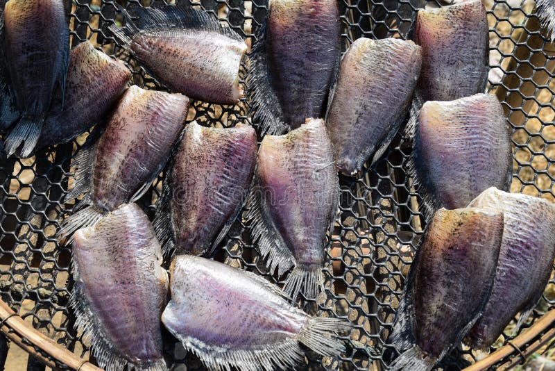 Gourami stock photo. Image of beautiful, thailand, flat - 49302180