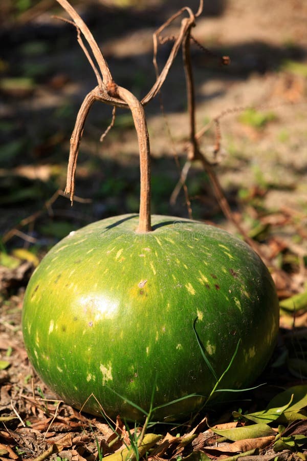 Gourd stock image. Image of stem, vegetable, green, healthy - 23261681