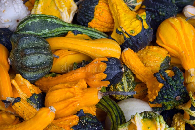 Gourd Background stock photo. Image of farm, farmer, farming - 673602