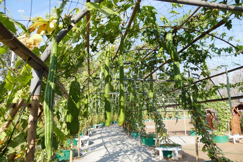 Gourd Calabash Growing On Arbor Stock Photo - Image of bottle, tree ...