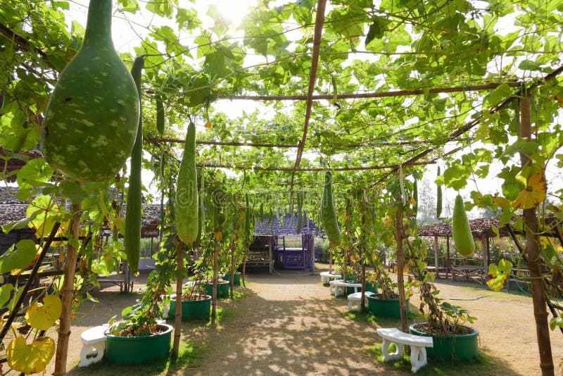 Gourd Calabash Growing on Arch Pergola Stock Photo - Image of green ...