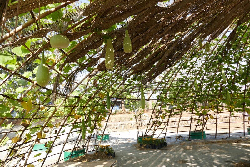 Gourd Calabash Growing on Arch Pergola Stock Photo - Image of vegetable ...