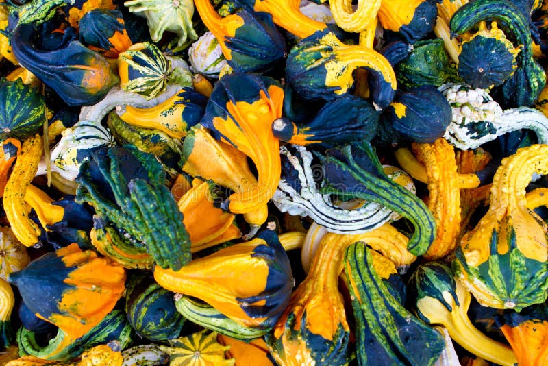 Autumn Gourd Variety Abstract Stock Image - Image of backgrounds, food ...