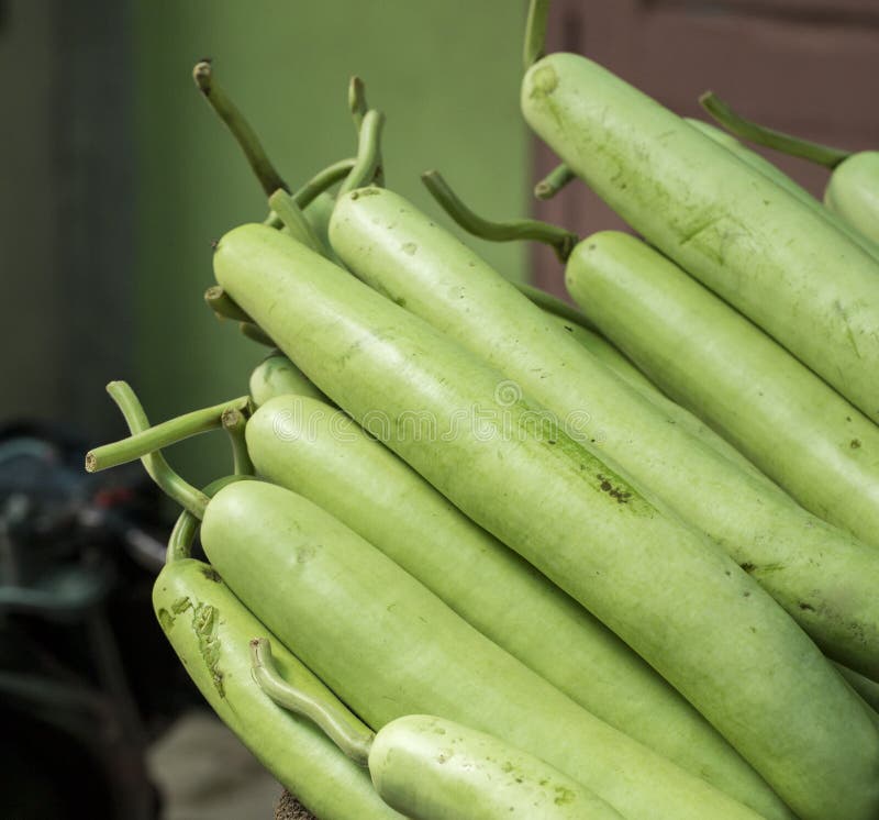 Gourd or Dudhi stock image. Image of studio, cucuzzi - 105556471