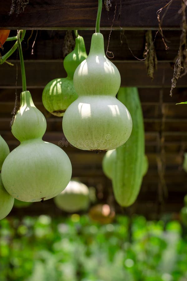 Gourd stock image. Image of rope, cute, sale, merchandise - 13088785