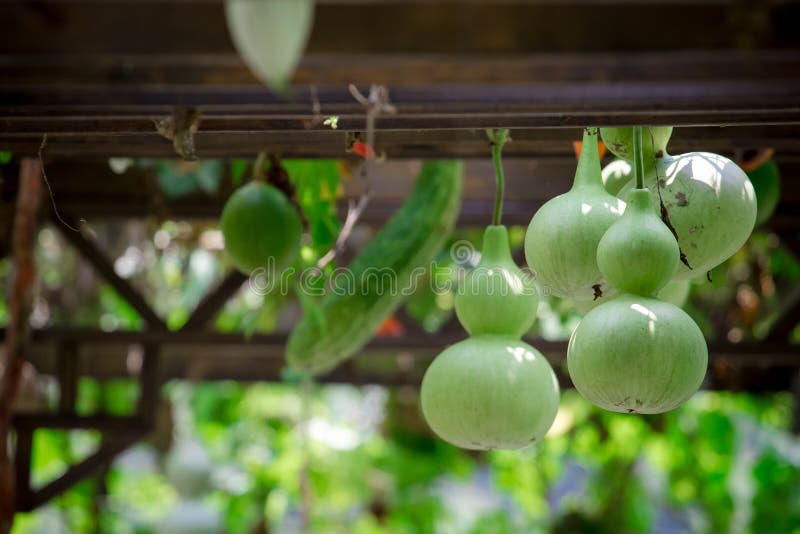 Gourd stock photo. Image of shape, detail, manor, fruit - 59148052
