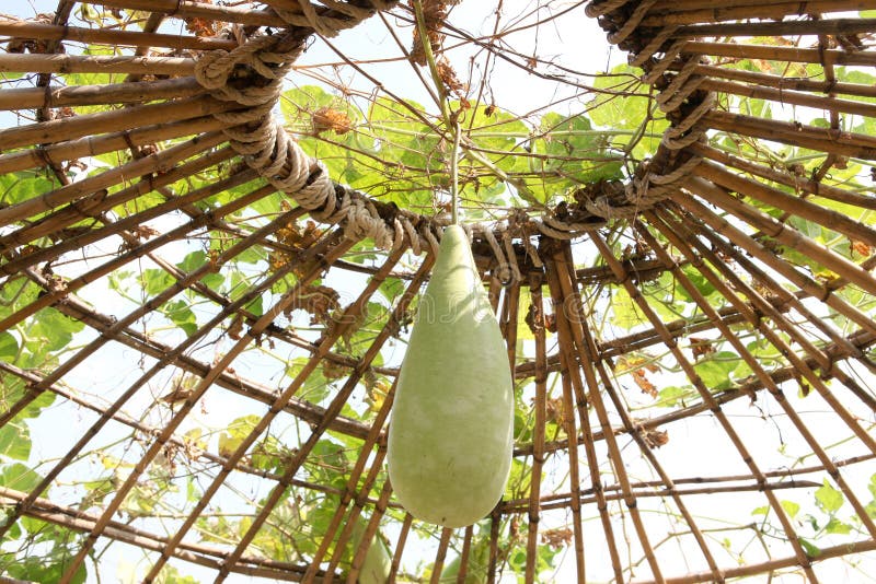 Gourd on its tree stock photo. Image of healthy, nutritious - 48690240