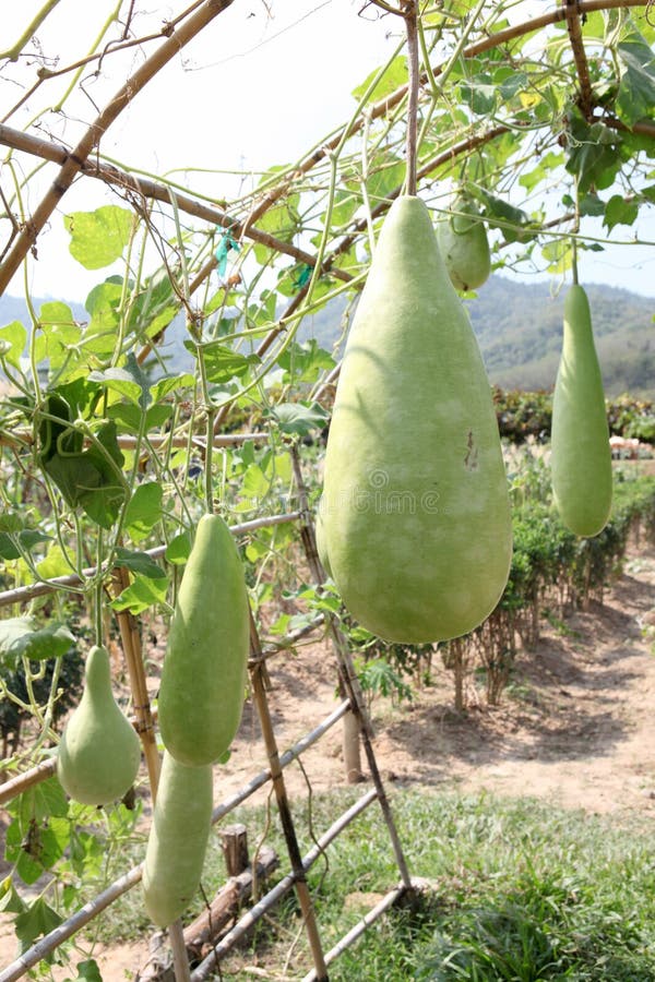 Gourd on its tree stock image. Image of health, eatable - 48690297
