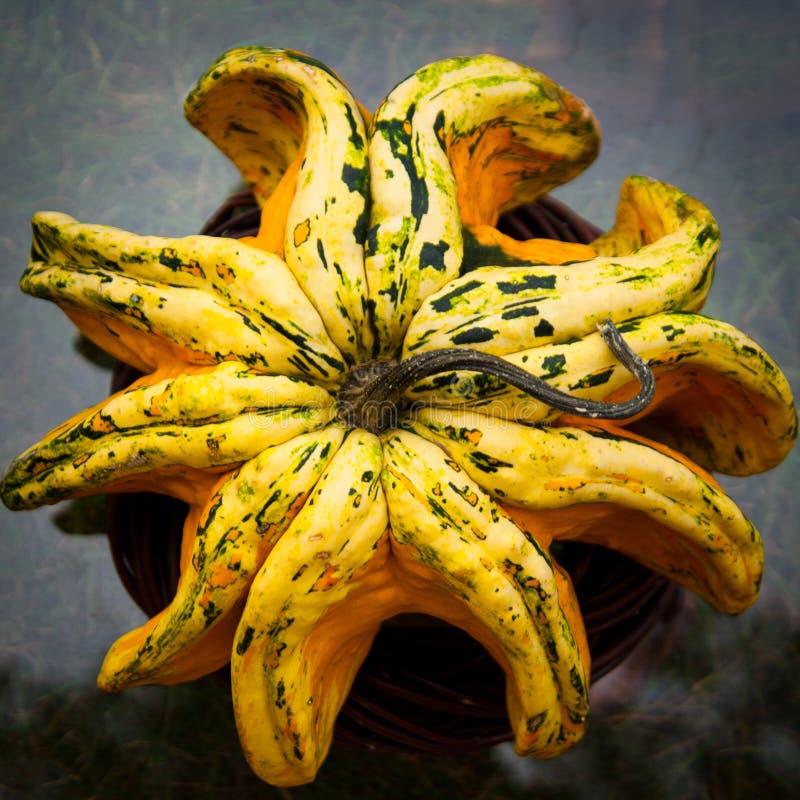 Gourd octopus stock photo. Image of holiday, calabash - 27202602