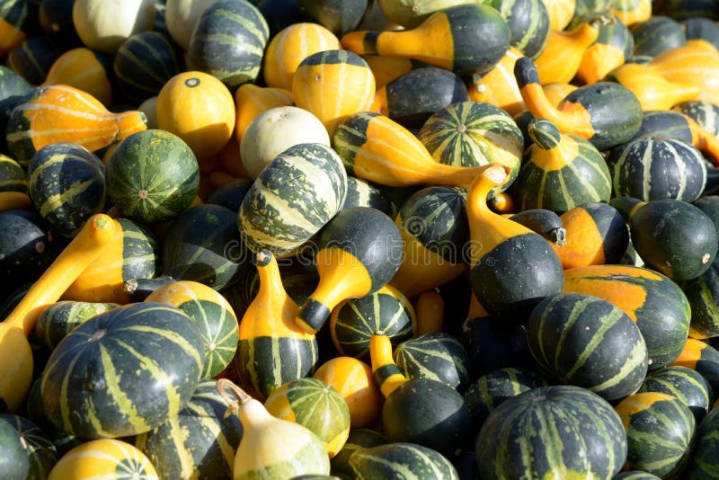 Gourd and squash stock image. Image of market, october - 193257599