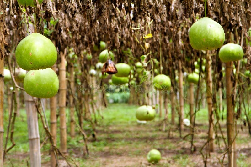 Gourd tree planting stock image. Image of gourd, tree - 60490577