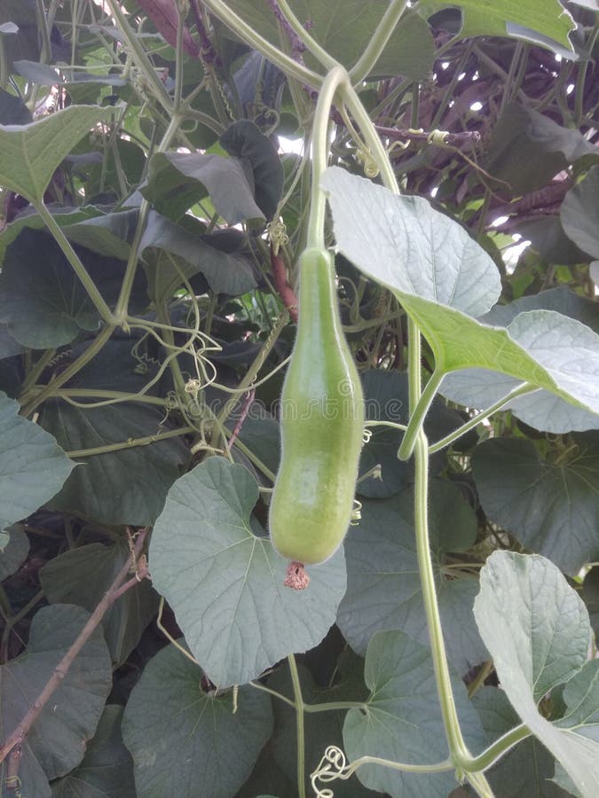 Gourd Vegetable stock photo. Image of plant, vegetable - 137332600