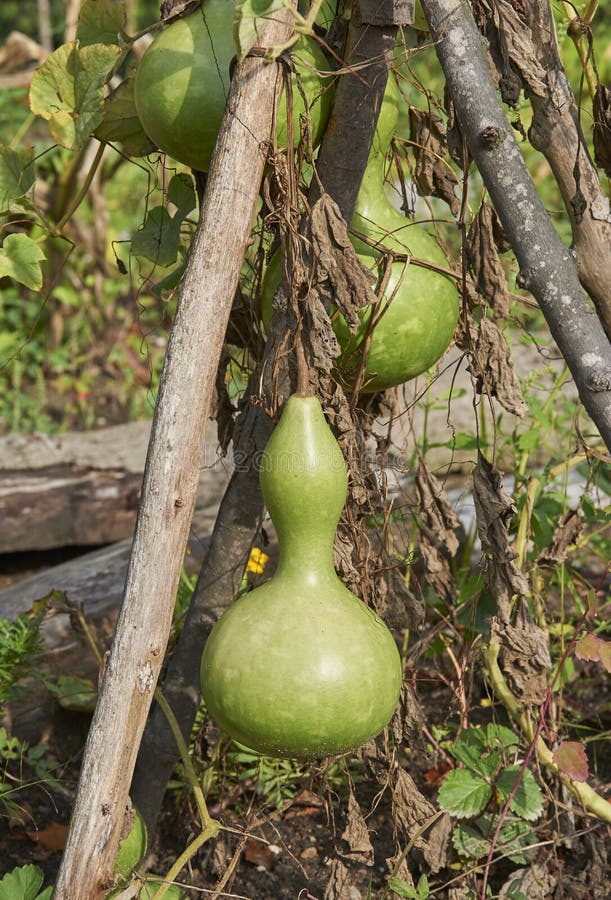 Gourd on vine stock image. Image of vine, large, neck - 113605033