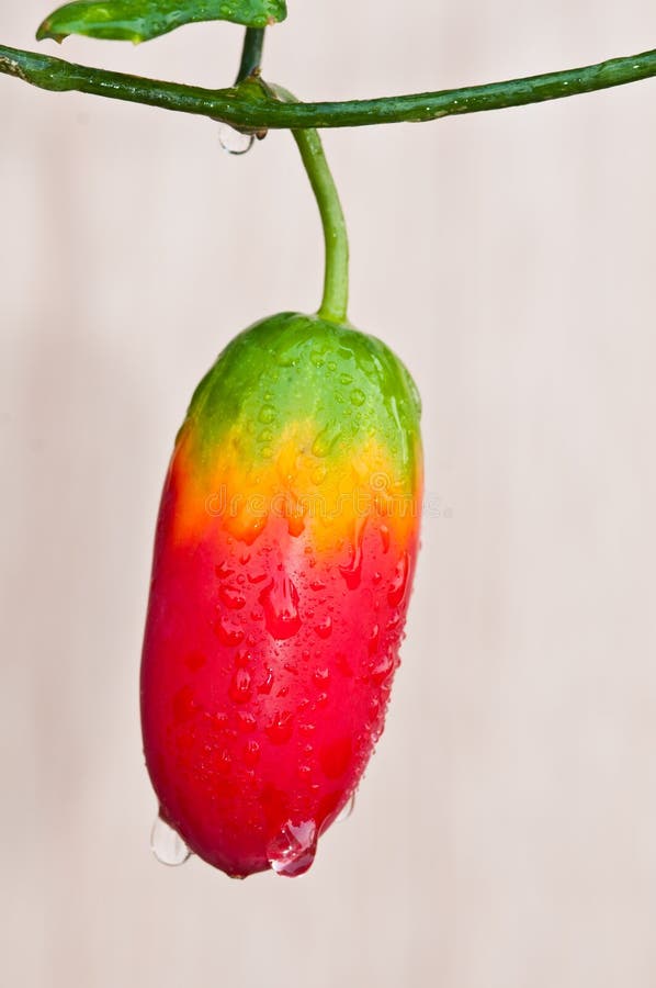 Gourd with water drop stock image. Image of colorful - 33032921
