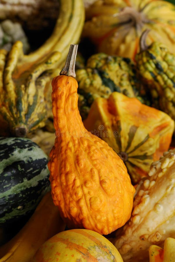 Gourds stock photo. Image of indian, country, group, colors - 12138540