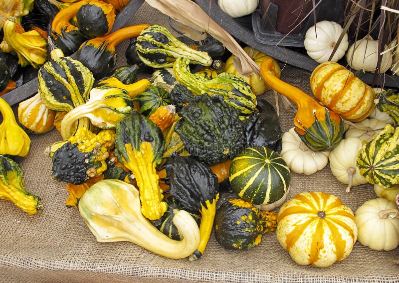 Gourds stock image. Image of design, grower, farm, garden - 16273335
