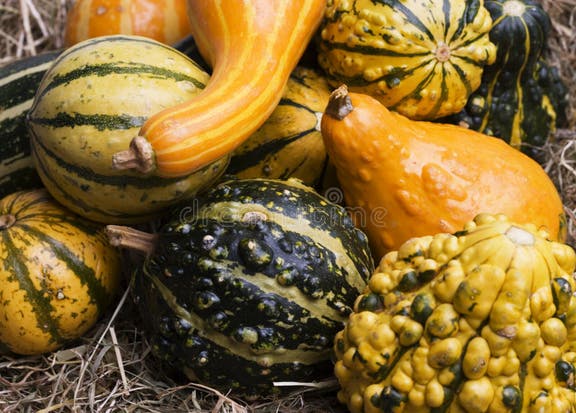 Gourds stock image. Image of texture, ripe, orange, gourds - 3042827