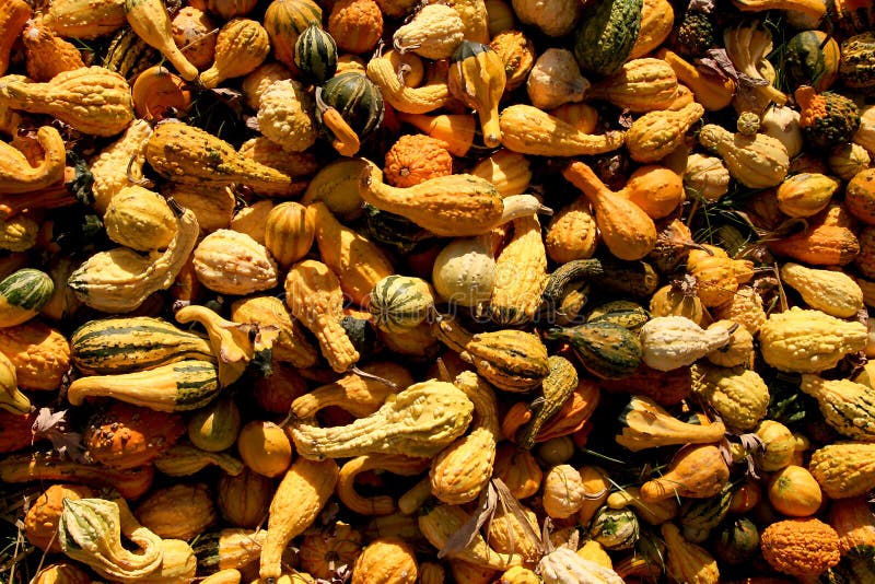 Gourds Background stock photo. Image of harvest, holiday - 7135508