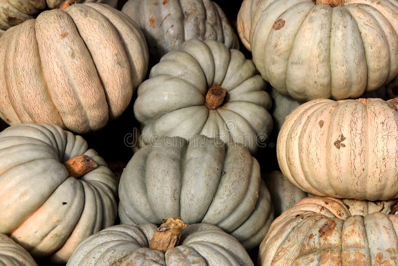 Gourds background stock image. Image of leaf, green - 181530375