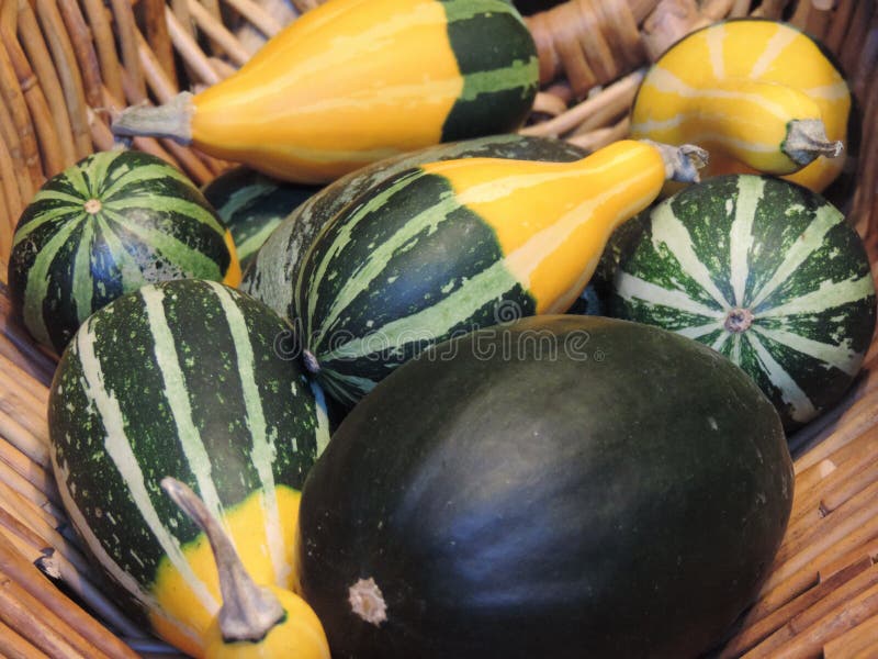 Gourds in Basket stock photo. Image of gourds, still, halloween - 2784066