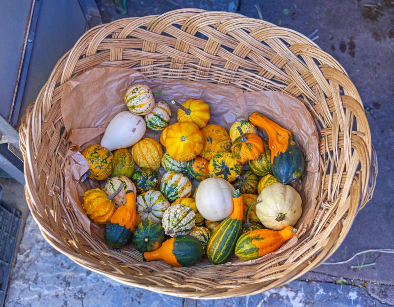 Gourds in Basket stock photo. Image of gourds, size - 257306308