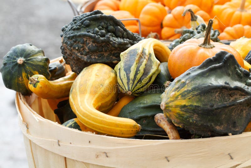 Gourds Bold Textures, Patterns, and Shapes Stock Photo - Image of ...