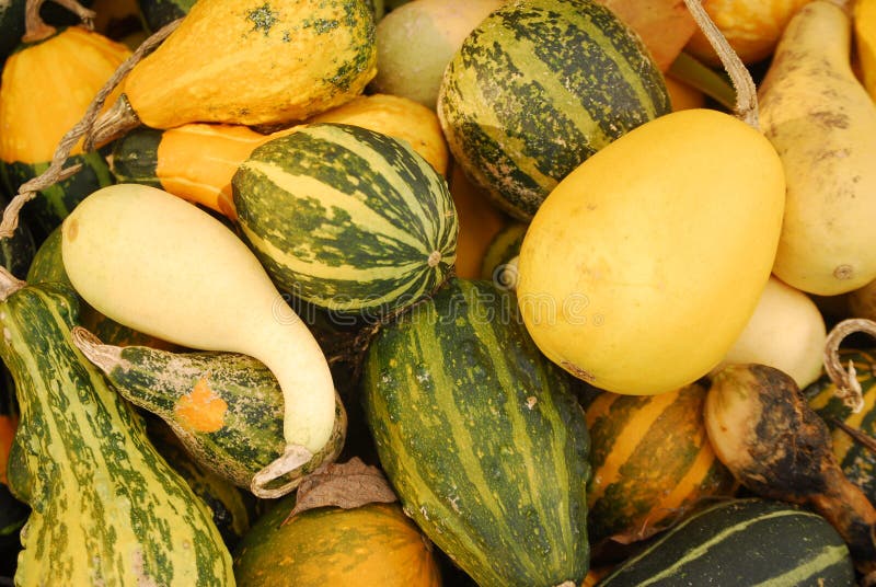 Gourds stock image. Image of harvest, pumpkins, fall - 33117701
