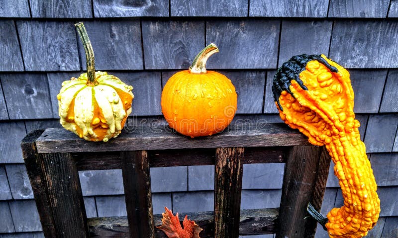 Gourds on Display stock image. Image of gourds, slate - 128533515