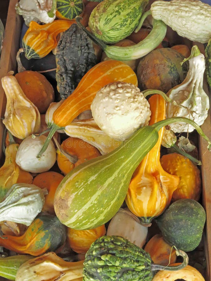 Gourds in Fall stock photo. Image of vertical, green - 52851148
