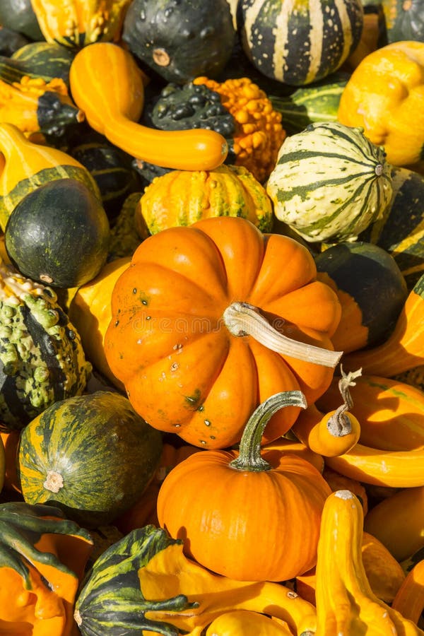 Gourds stock image. Image of harvest, agriculture, gourds - 60930385