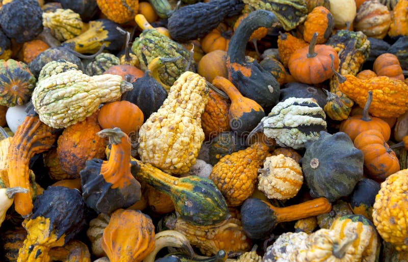 Autumn Gourd Variety Abstract Stock Image - Image of backgrounds, food ...