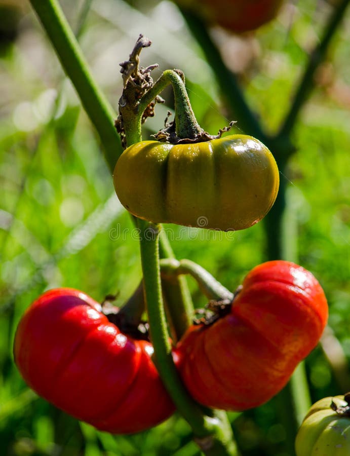 Gourds on the vine stock image. Image of growing, farm - 28003575
