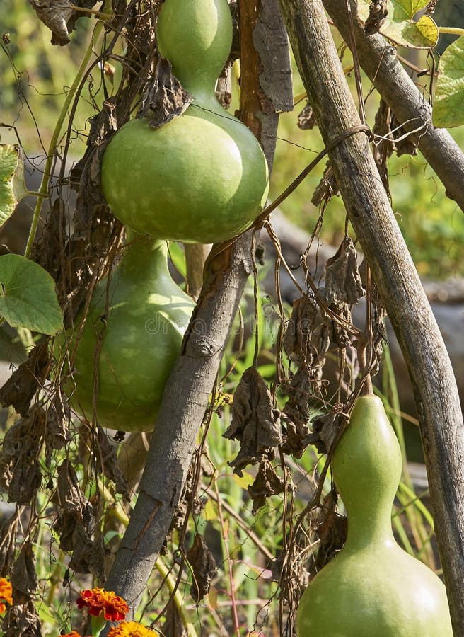 Gourds on the vine stock image. Image of growing, farm - 28003575