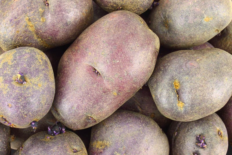 Gourmet purple potatoes stock image. Image of tasty, close - 16209039