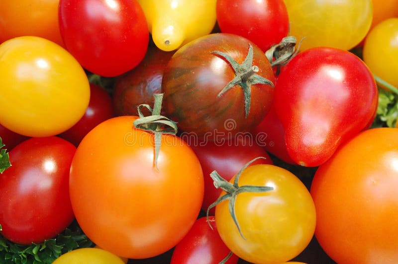 Gourmet Tomatoes stock photo. Image of ingredient, fruit - 3185022