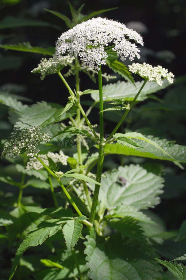 Aegopodium Podagraria Plant with White Flowers, the Ground Elder, Snow ...