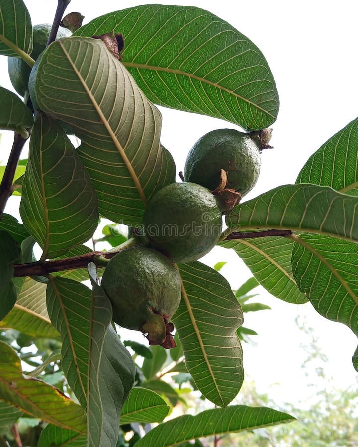 Gouva Fruit Plant Stock Photos - Free & Royalty-Free Stock Photos from ...
