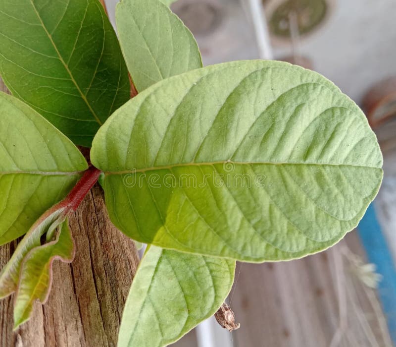 Gova Plant Baby Leaf Macro Shot Picture Stock Image - Image of leaf ...