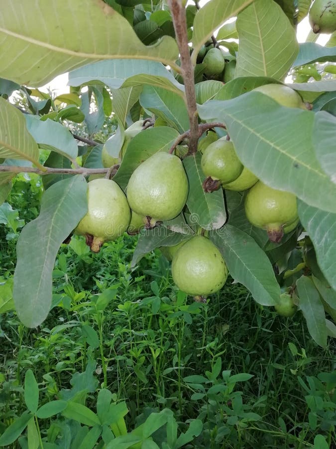 Gova Stock Photos - Free & Royalty-Free Stock Photos from Dreamstime